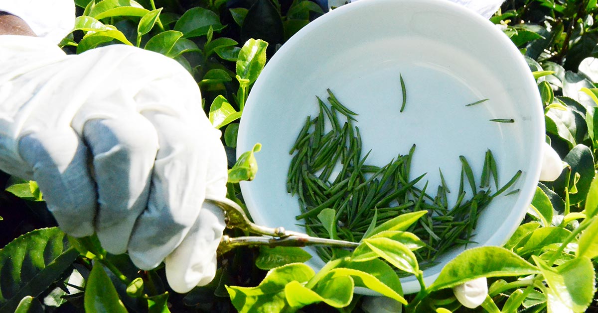 Explore Virgin White Tea Factory Tour | Tri Lanka